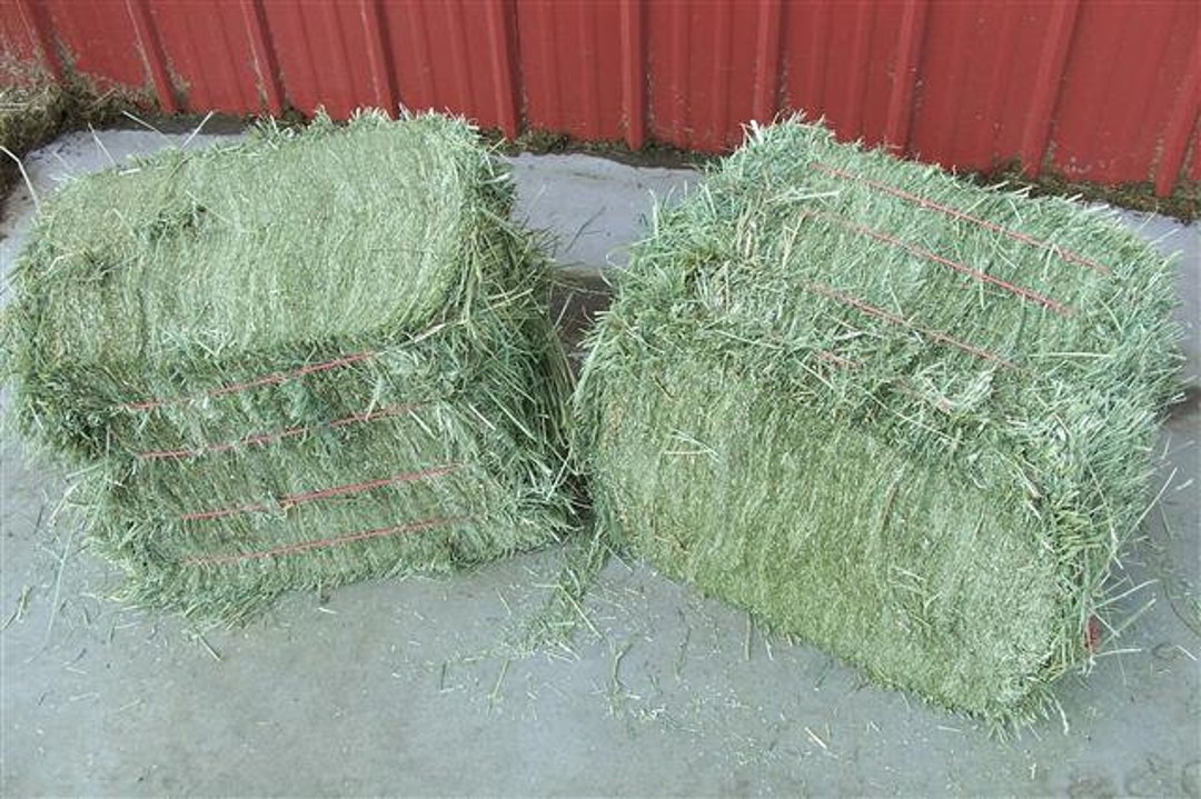 Ready to Ship Order Now 10 Lbs. of Hay at A Low Price First Cut Timothy ...