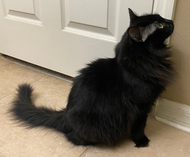 Custom Full Body Pet Silhouette Portrait - Etsy