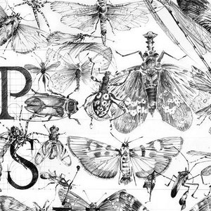 Alphabugs Alphabet, Print - Etsy