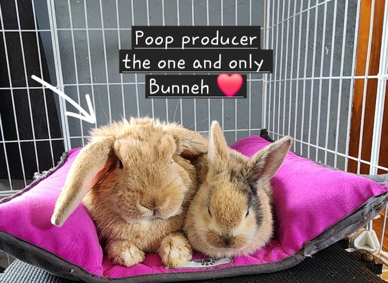 5 Lbs Rabbit Manure Fertilizer - Etsy