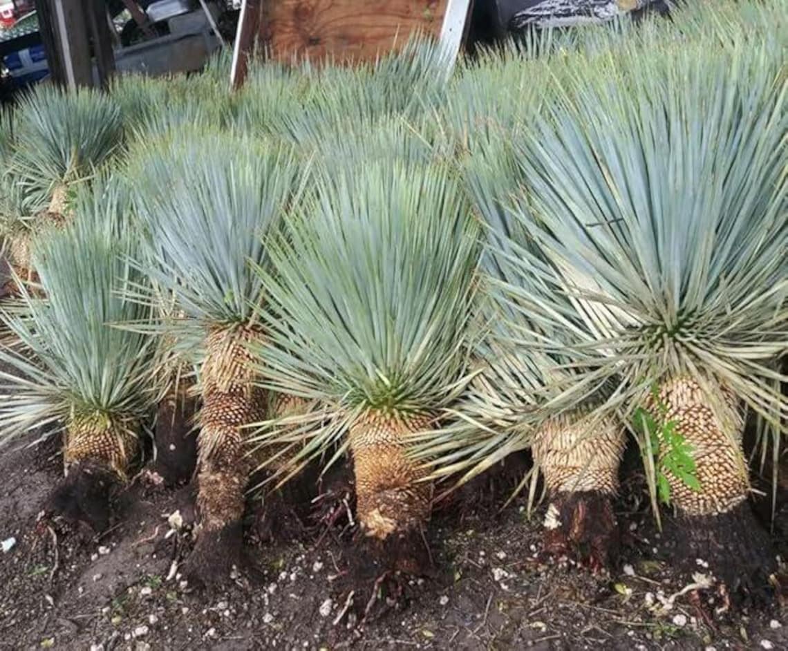 Large Yucca Rostrata Live Plant Yucca Tree 24 Inch to 30 Inch Hardy ...