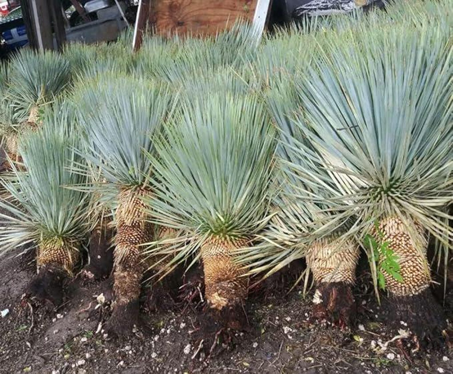 Large Yucca Rostrata Live Plant Yucca Tree 24 Inch to 30 Inch Hardy ...