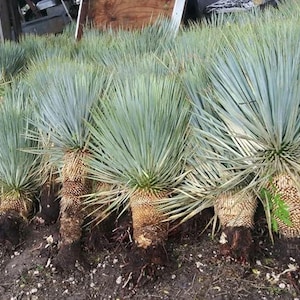 Large Yucca Rostrata Live Plant Yucca Tree 24 Inch to 30 Inch Hardy ...