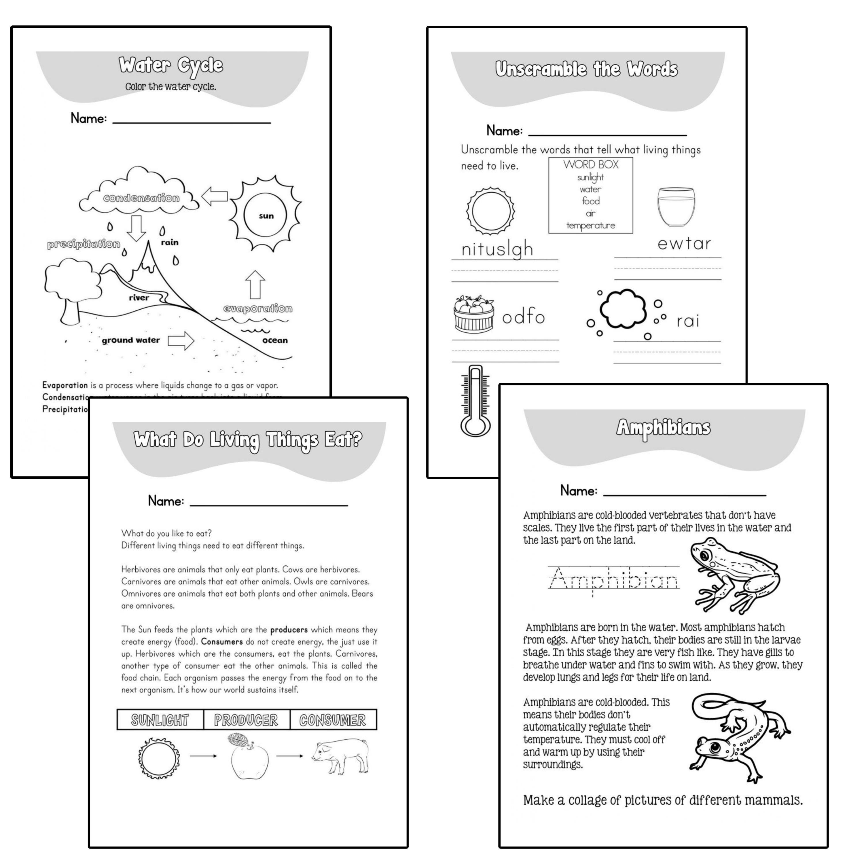 Engaging Science Worksheets for 1st, 2nd, and 3rd Grade! - Etsy