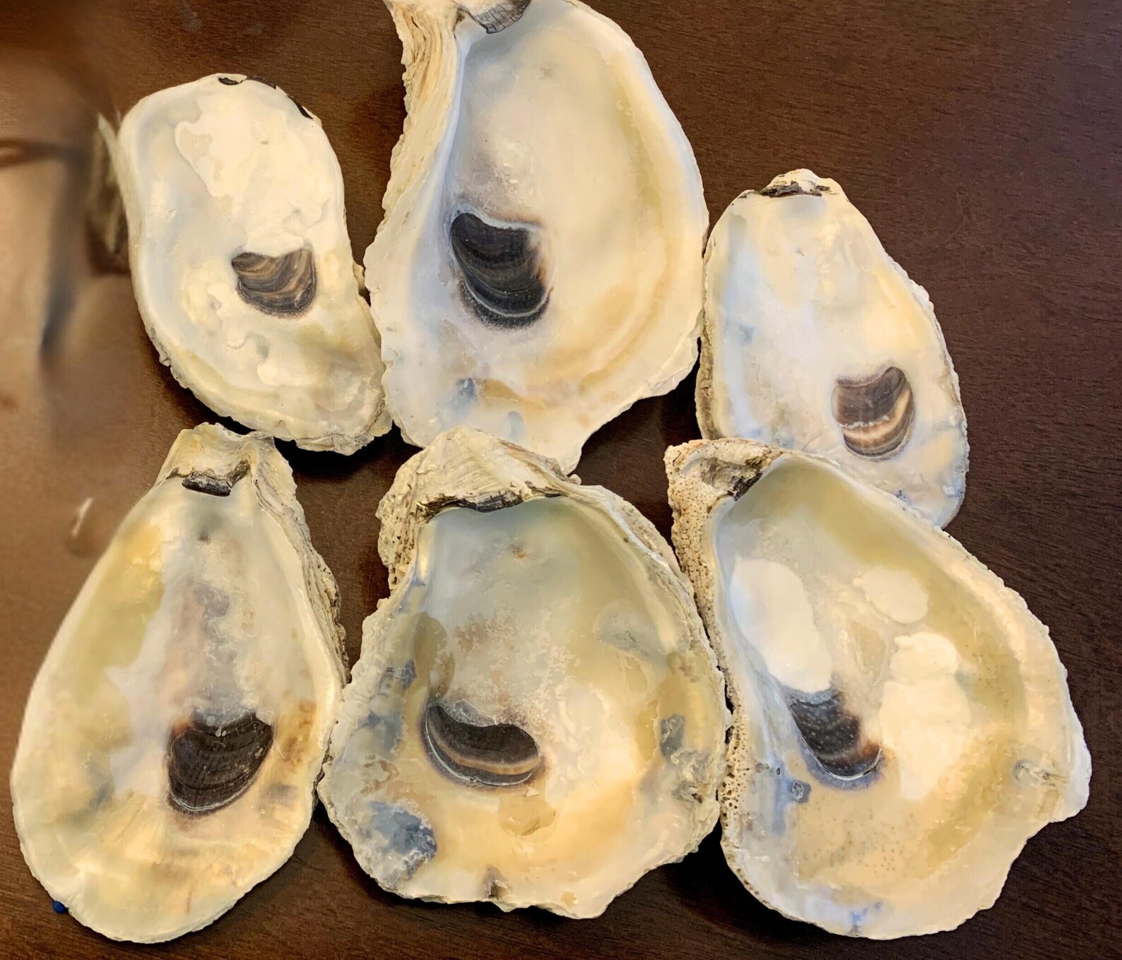 Bulk Oyster Shells, 20, 50 or 100, Bleached & Clean Oyster Shells for ...