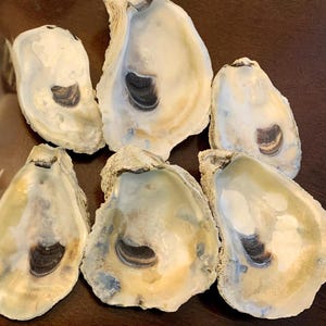 Bulk Oyster Shells, 20, 50 or 100, Bleached & Clean Oyster Shells for ...