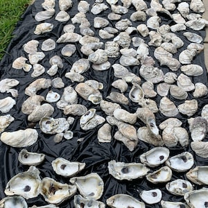 Bulk Oyster Shells, 20, 50 or 100, Bleached & Clean Oyster Shells for ...