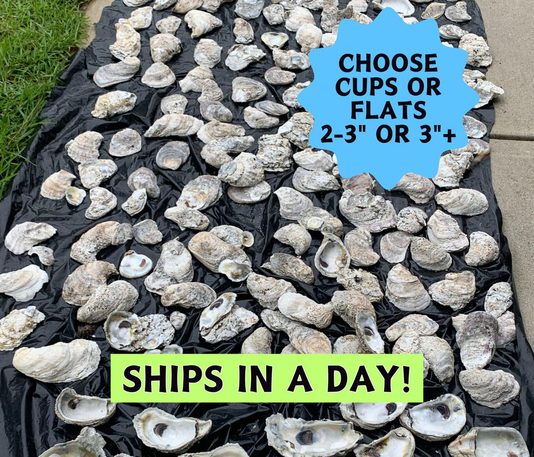 Choose Size, Bulk Oyster Shells DRILLED or Non-drilled, Clean Oyster ...
