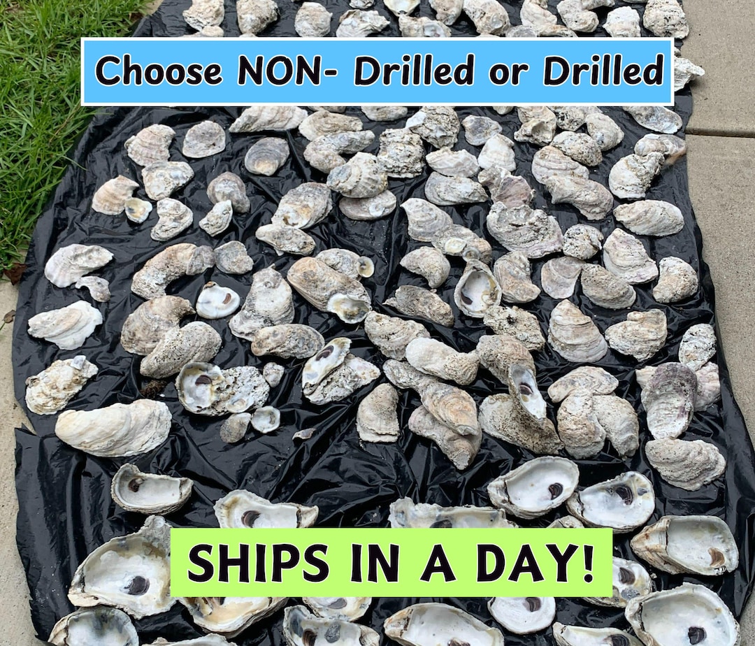 Bulk Oyster Shells DRILLED or Non-drilled , Clean Oyster Shells, Choose ...
