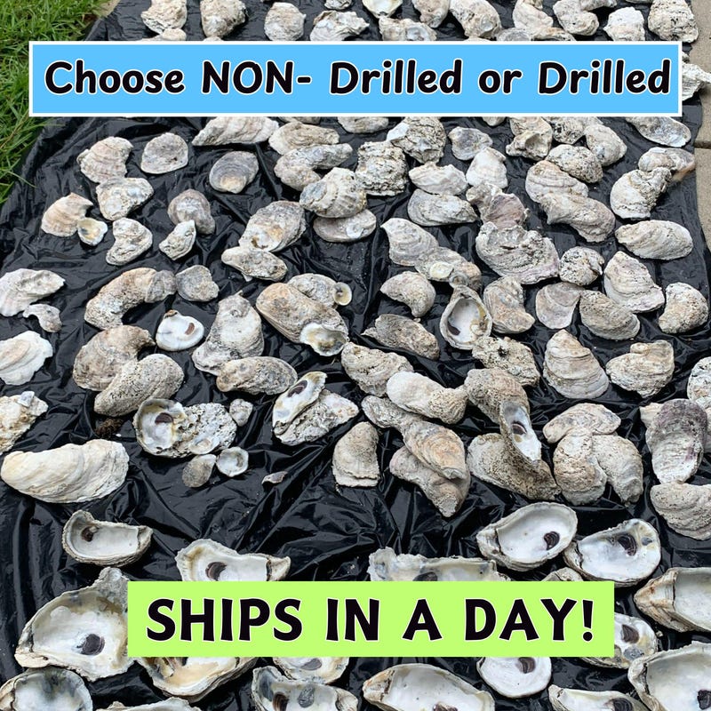 Small Flat Oyster Shell - Etsy