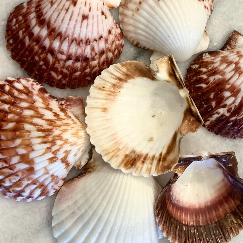 Calico Scallop Shell - Etsy