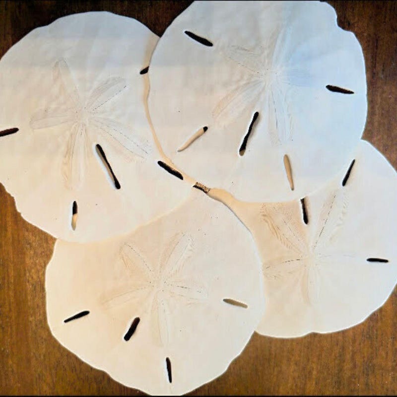 Bulk Sand Dollars - Etsy