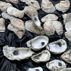 Bulk Oyster Shells, 20, 50 or 100, Bleached & Clean Oyster Shells for ...