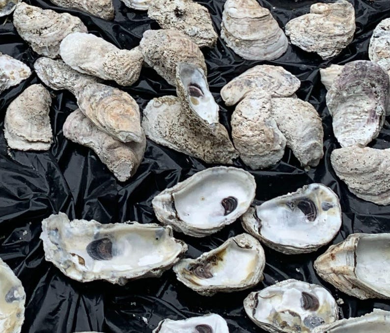 Bulk Oyster Shells, 20, 50 or 100, Bleached & Clean Oyster Shells for ...