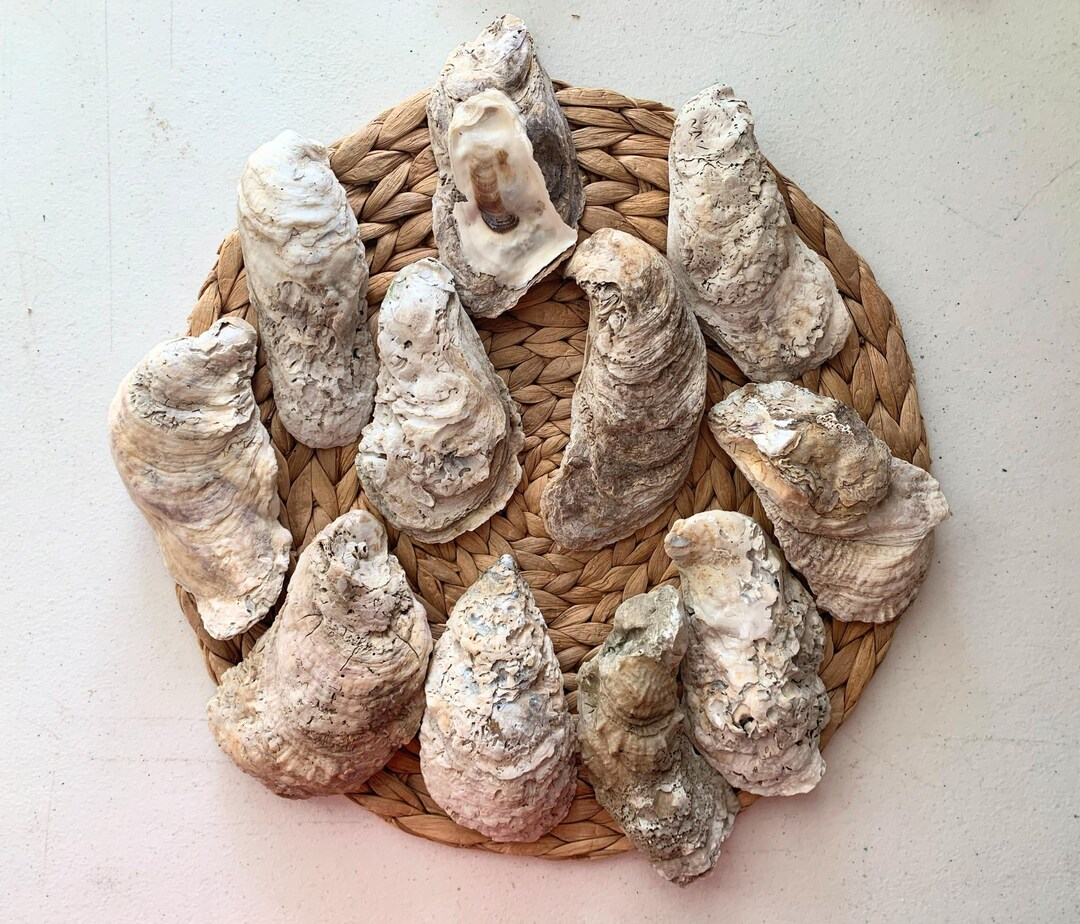 Pairs or Sets - 5+ Inch X-large Jumbo Oyster Shells, Bleached Clean ...