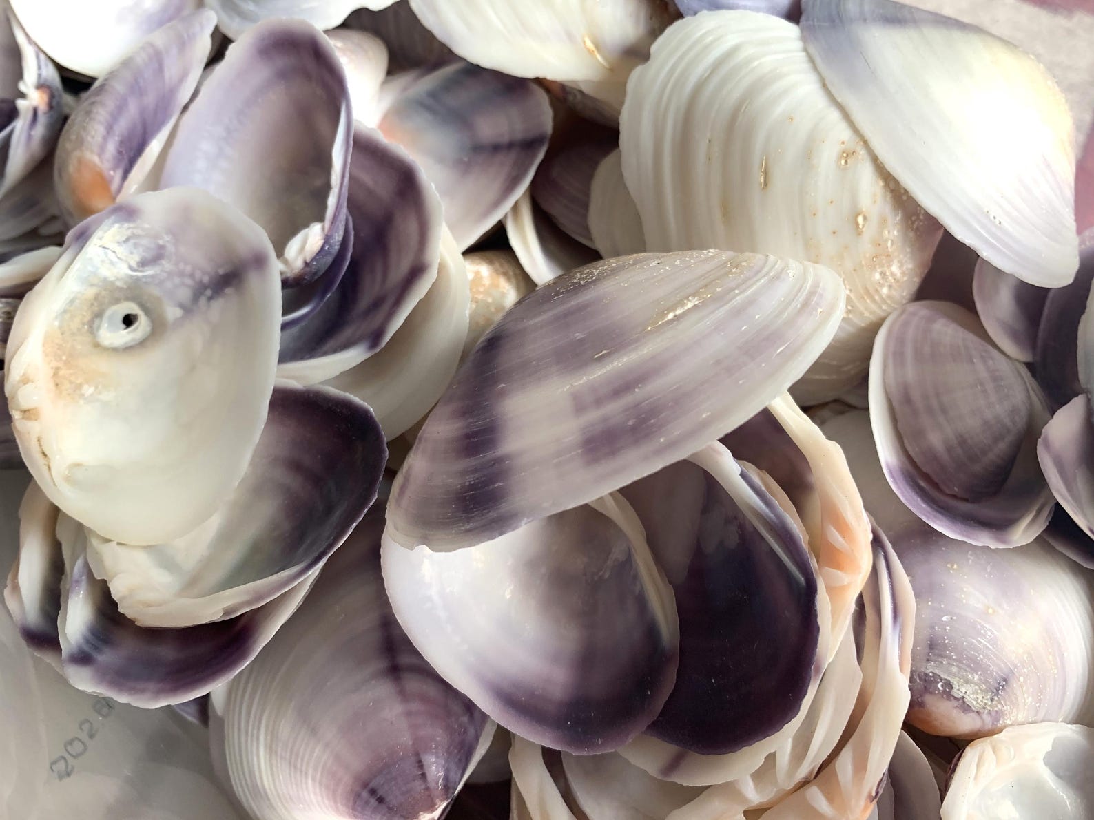 Purple Tahiti Clams .75 to 1.25 Inches, Sold by the Cup, Bulk Seashells ...