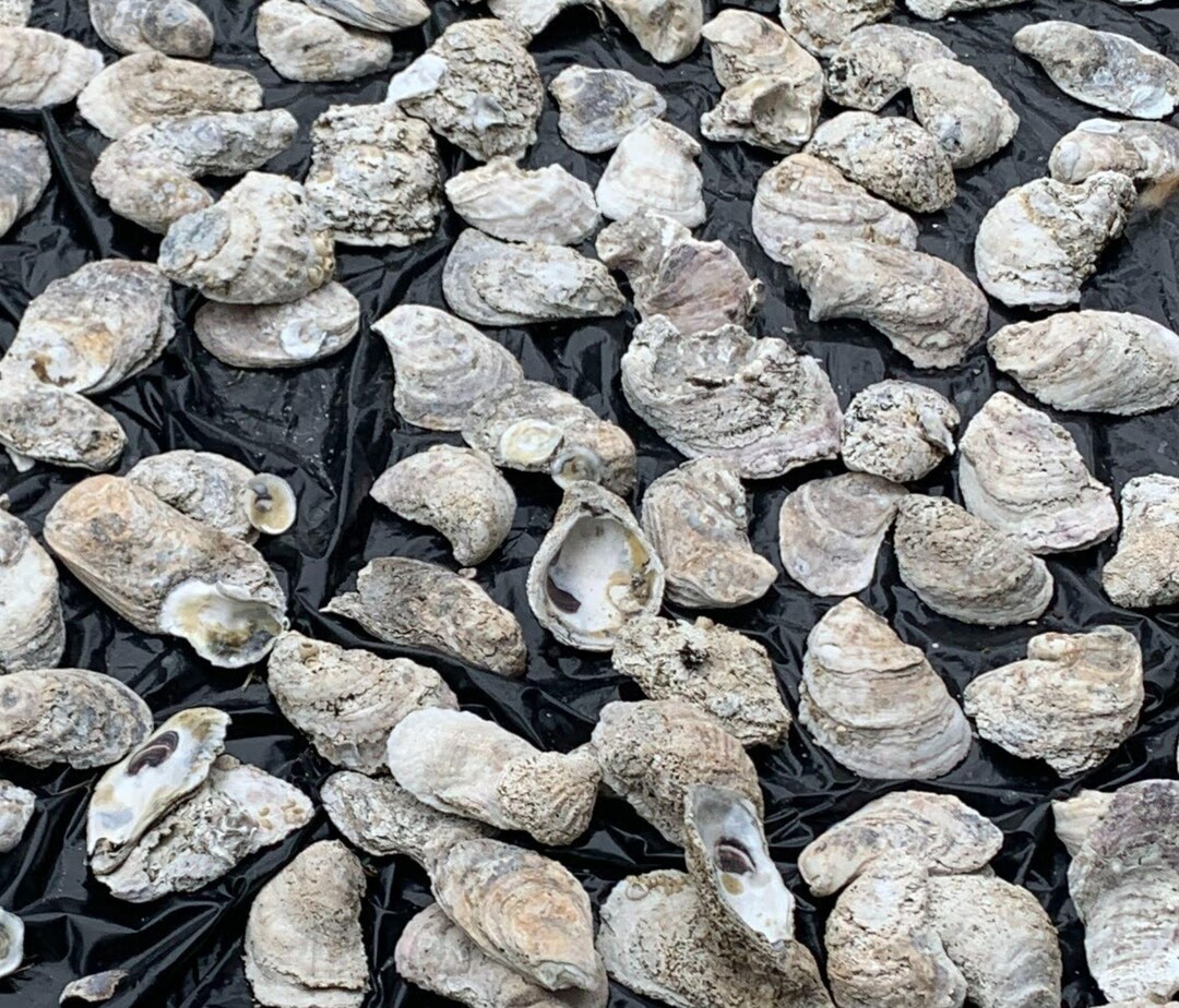 Bulk Oyster Shells, 20, 50 or 100, Bleached & Clean Oyster Shells for ...