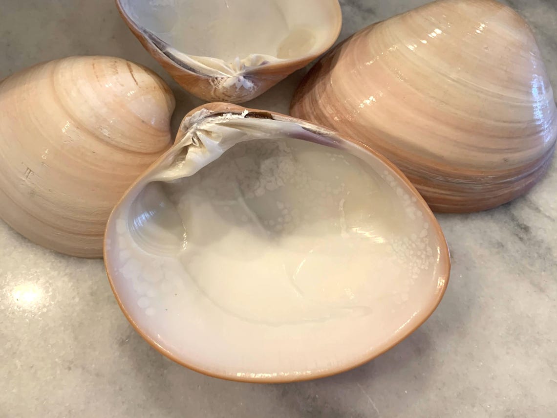 King Pink Clam Shells 3 to 4 Inches, Clean Bulk Seashells, Decoupage ...