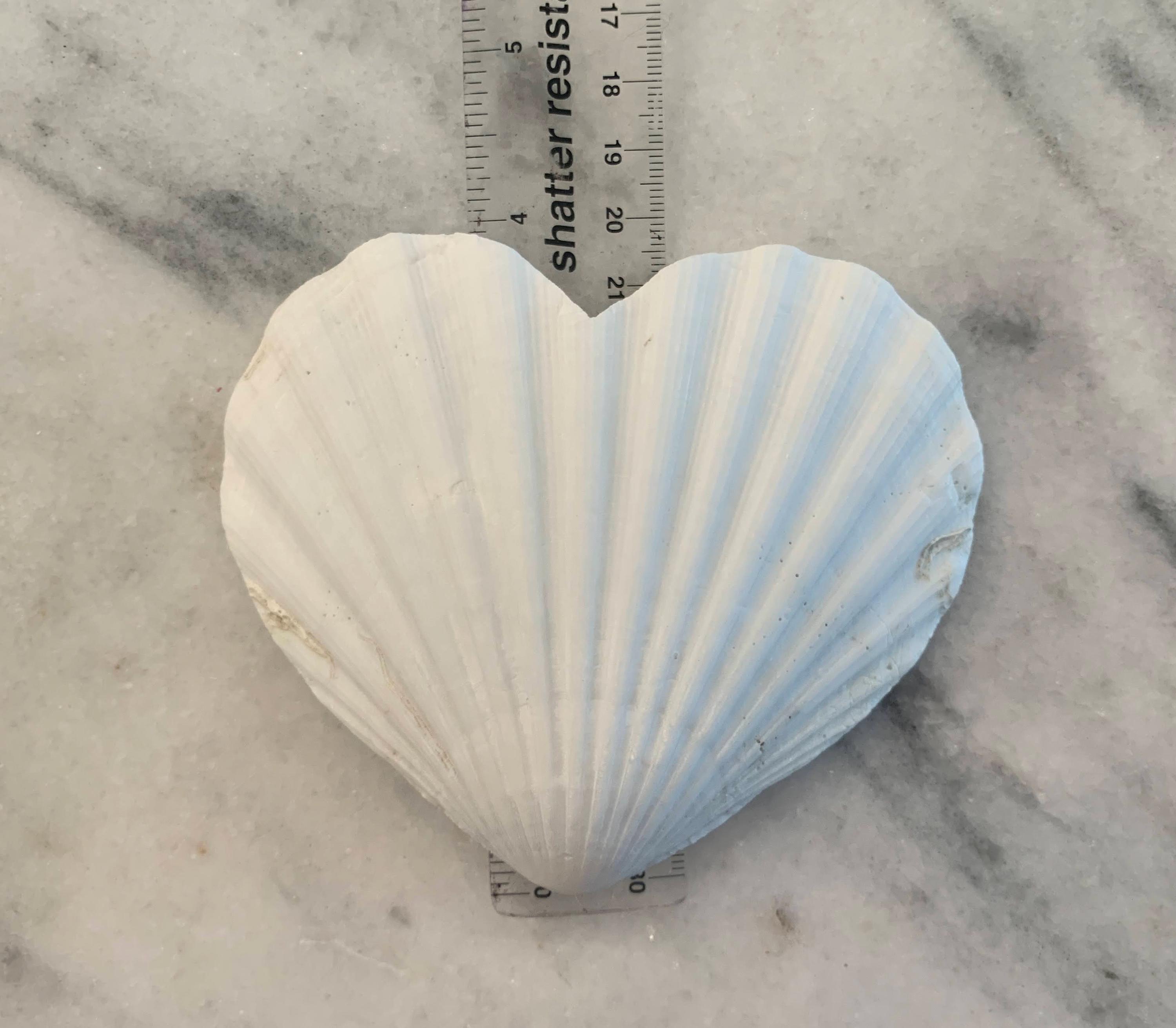 Heart Shape Scallop Shell, Set Of4/8, White 4 to 4.5 Inch Heart Shaped ...