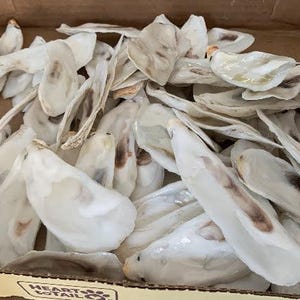 Flat Narrow Bulk Oyster Shells, Clean Oyster Shells for Decoupage Craft ...