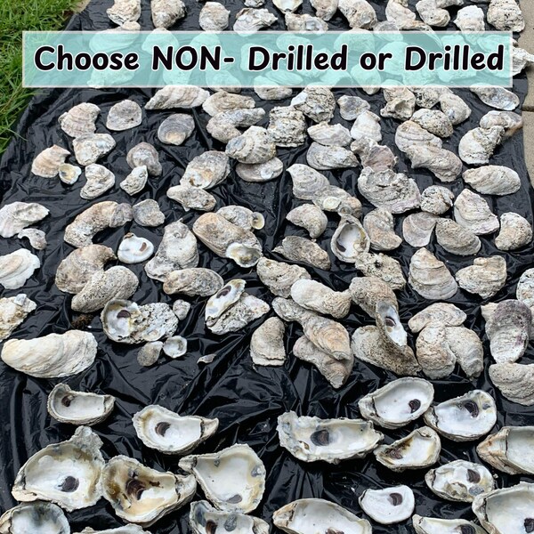 Oyster Shells - Etsy