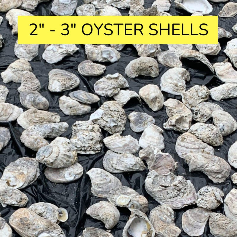 Oyster Shells Bulk - Etsy