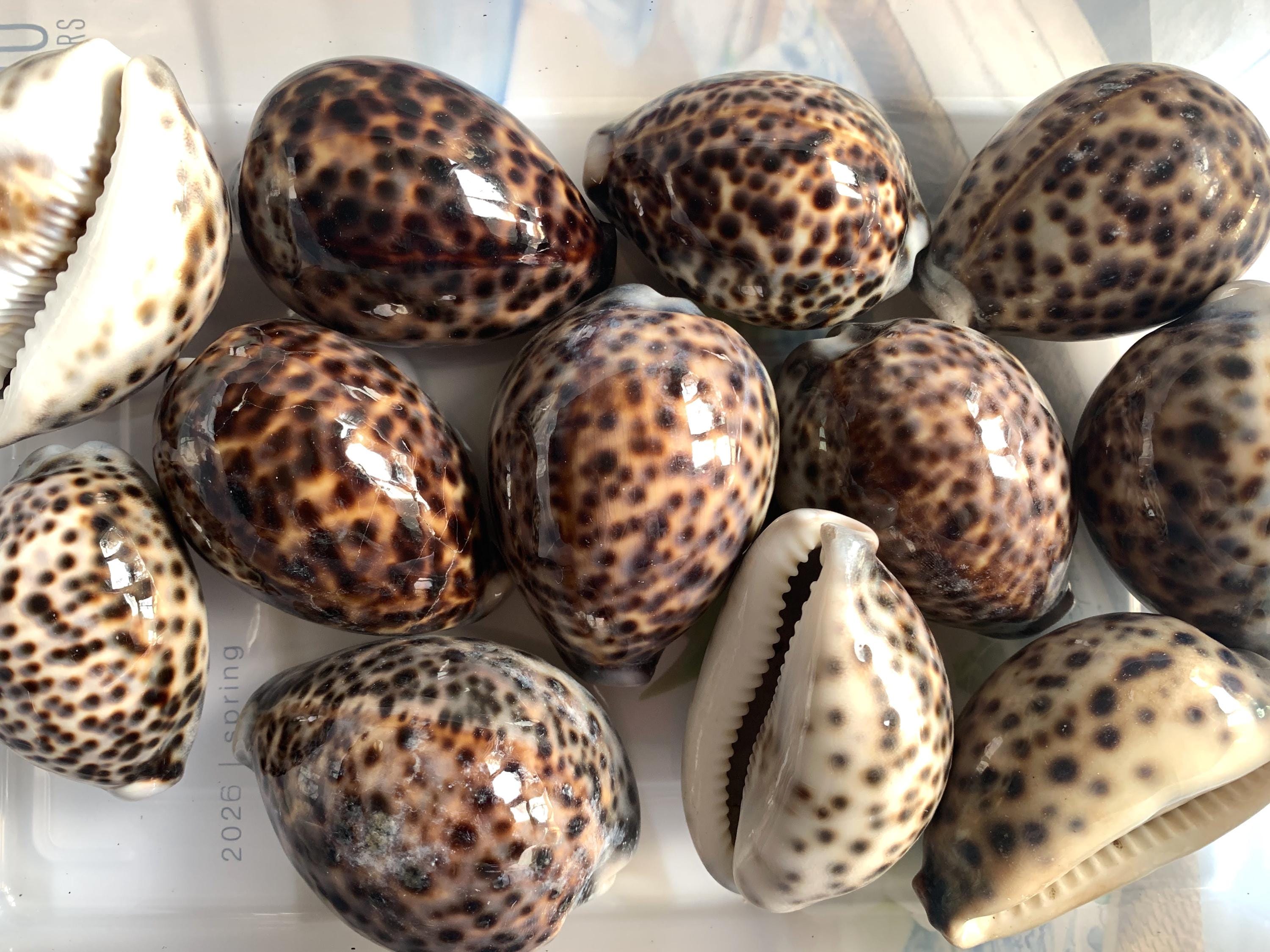 Tiger Cowrie Shells 2.5 to 3 Inches, Sold in Sets, Bulk Seashells ...