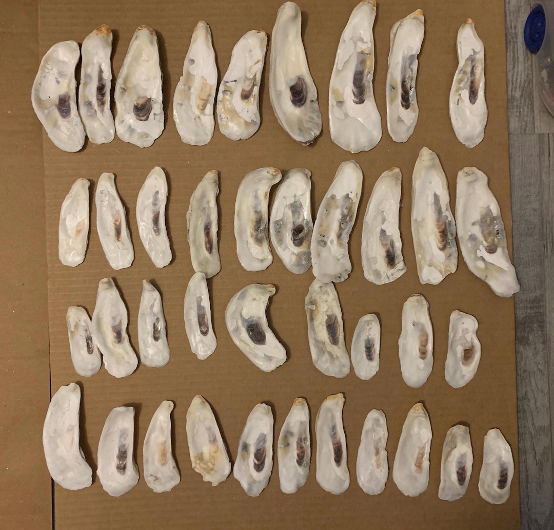 Flat Narrow Bulk Oyster Shells, Clean Oyster Shells for Decoupage Craft ...