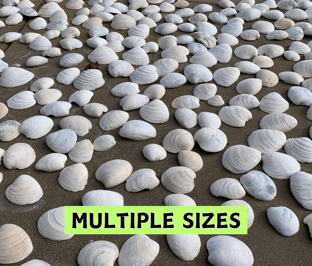 Lot of 10 Bulk Clam Shells 1.5-2.5”, Lot of 10 Various Sizes Cleaned ...