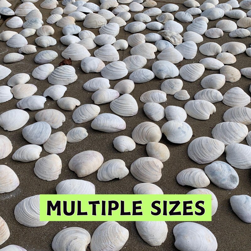 Clam Shell Beads - Etsy