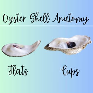 2 to 3 Inch Small Oyster Shells, Bulk Cleaned Shells, Mixed Cups and ...