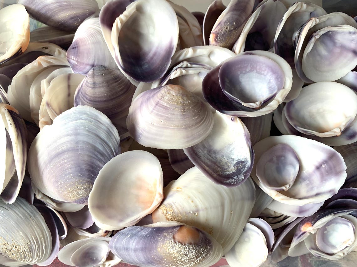 Purple Tahiti Clams .75 to 1.25 Inches, Sold by the Cup, Bulk Seashells ...