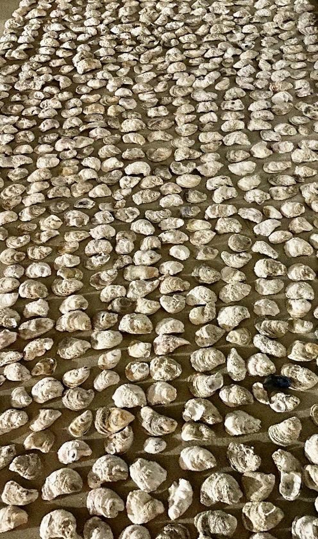 Bulk Oyster Shells, 20, 50 or 100, Bleached & Clean Oyster Shells for ...