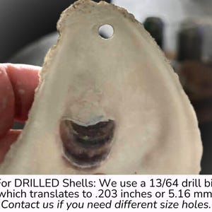 Bulk Oyster Shells, 20, 50 or 100, Bleached & Clean Oyster Shells for ...