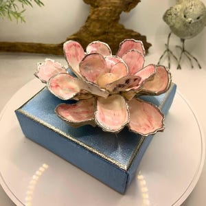 Small Pink Oyster Shell Magnolia Blossom, Southern Magnolia Shells ...