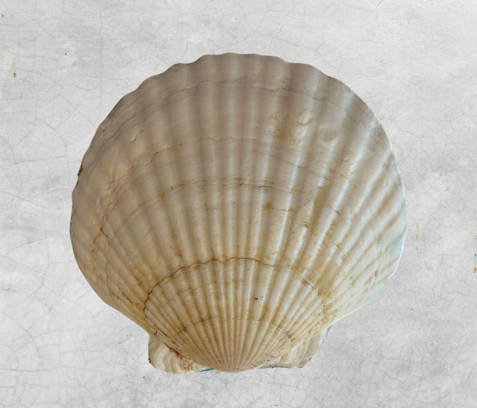 South Carolina Oyster Shell Ornament, SC State Oyster Shell Trinket ...
