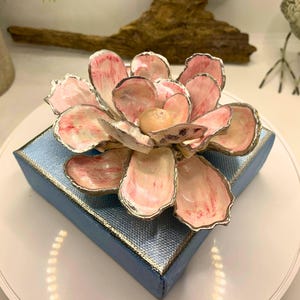 Small Pink Oyster Shell Magnolia Blossom, Southern Magnolia Shells ...