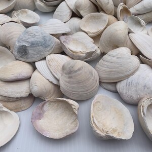 Lot of 10 Bulk Clam Shells 1.5-2.5”, Lot of 10 Various Sizes Cleaned ...