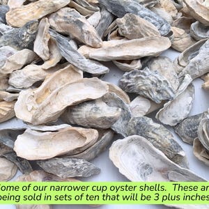 Choose Size, Bulk Oyster Shells DRILLED or Non-drilled, Clean Oyster ...