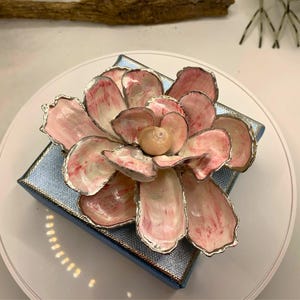 Small Pink Oyster Shell Magnolia Blossom, Southern Magnolia Shells ...