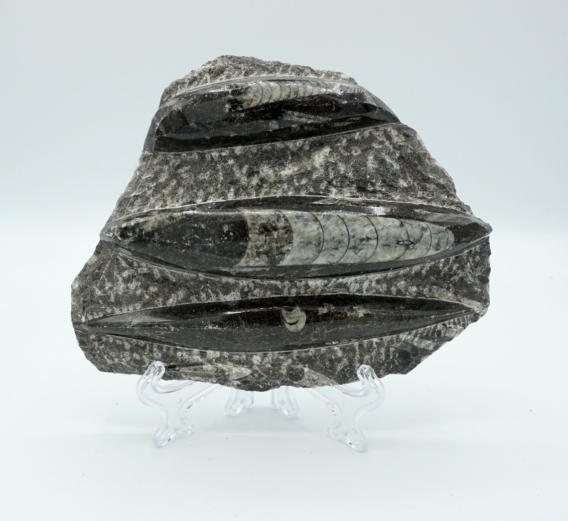 Orthoceras Fossil 6 Fossil Plate with Stand 1 pound 7.1 | Etsy