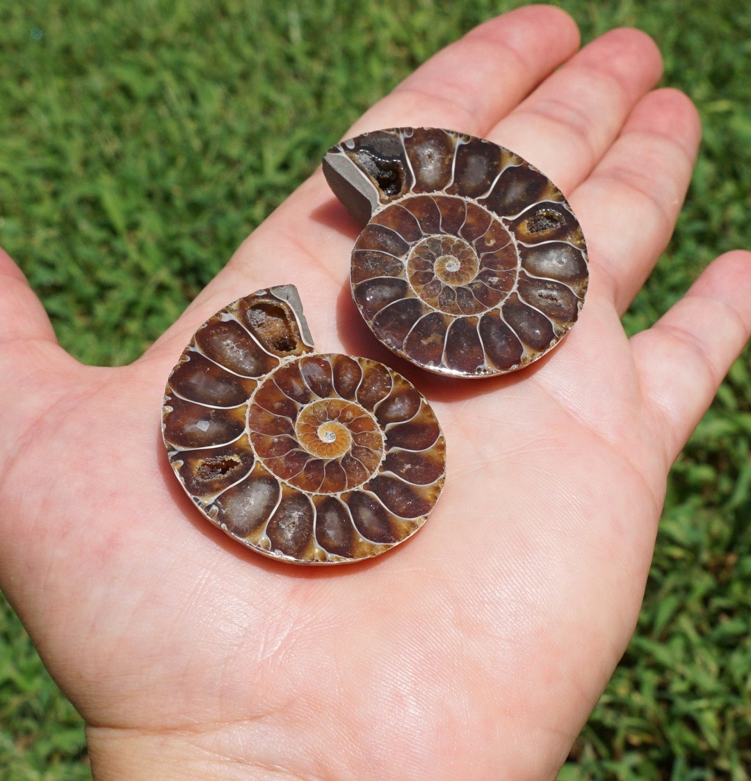 Ammonite Pair #4 ~ ONE PAIR 100% Natural Ammonite Fossil Pair From ...
