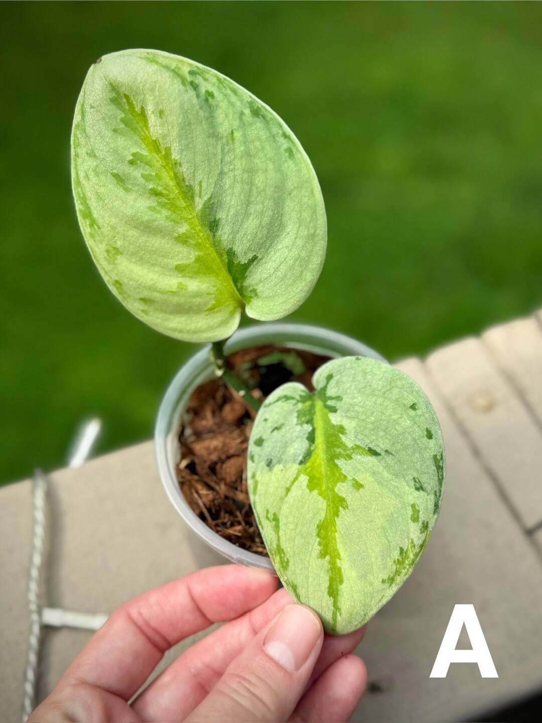 Scindapsus Pictus Yupa - Etsy