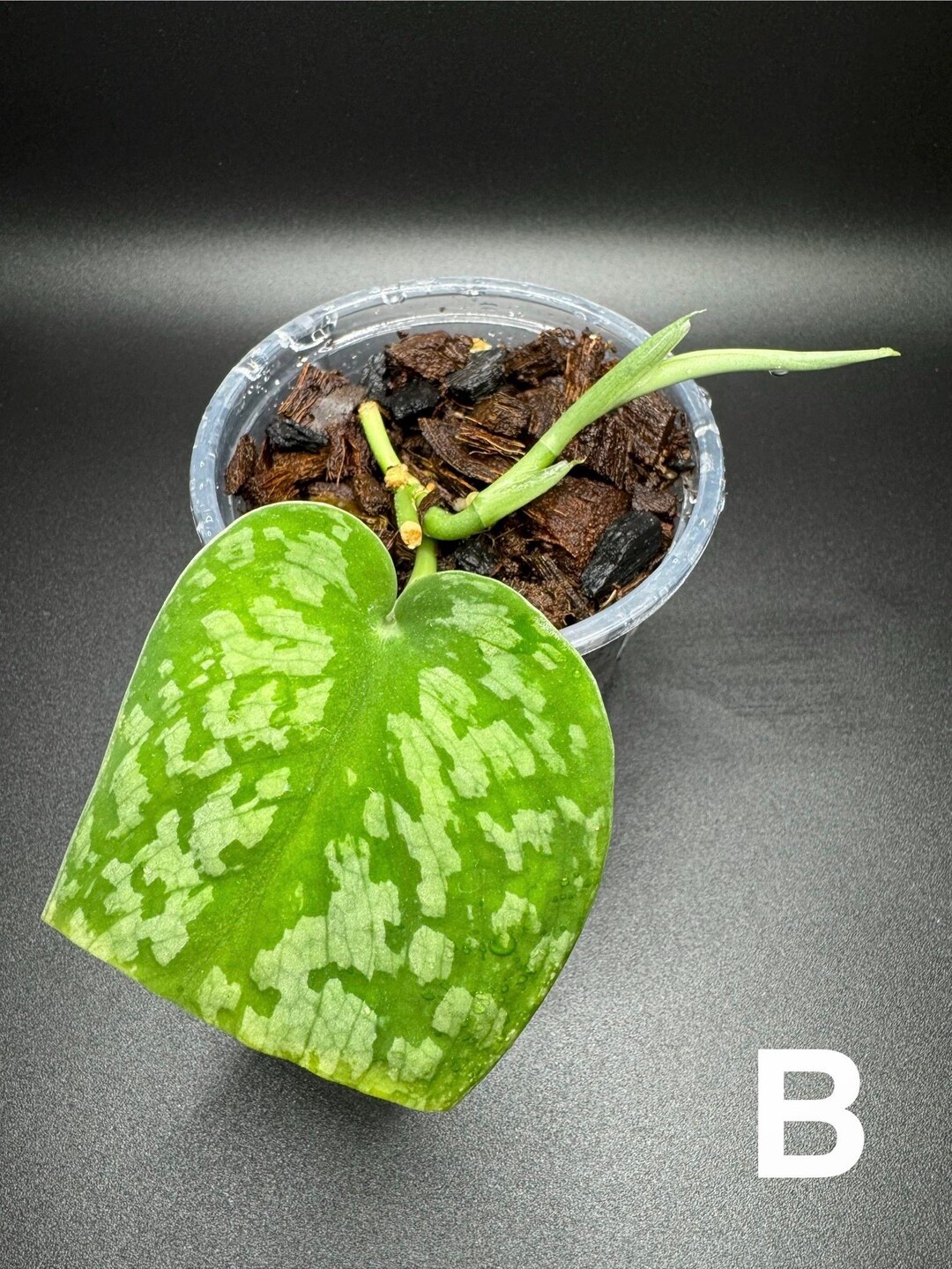 Scindapsus Dark Dragon - Etsy