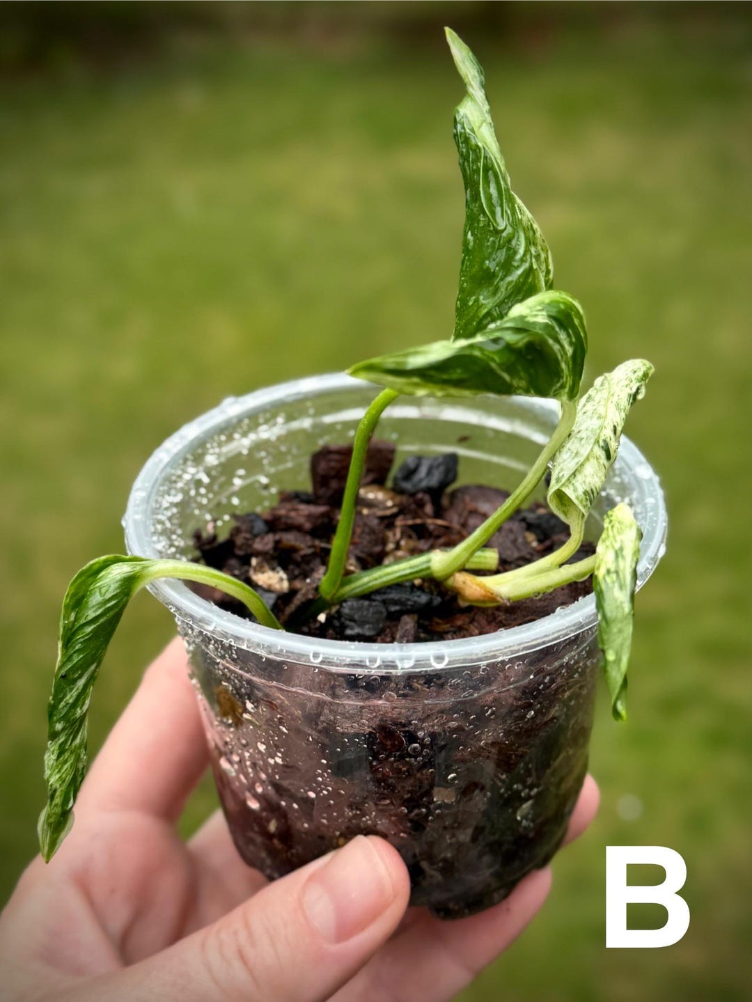 Pothos Teruno #18 Lovesong Epipremnum Aureum - Etsy