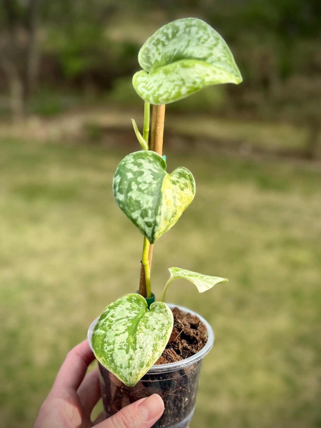 Scindapsus Pictus Peasun - Etsy