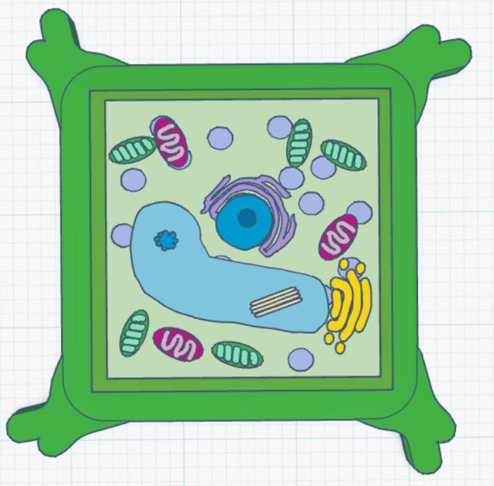 Basic Plant Cell Model - Etsy