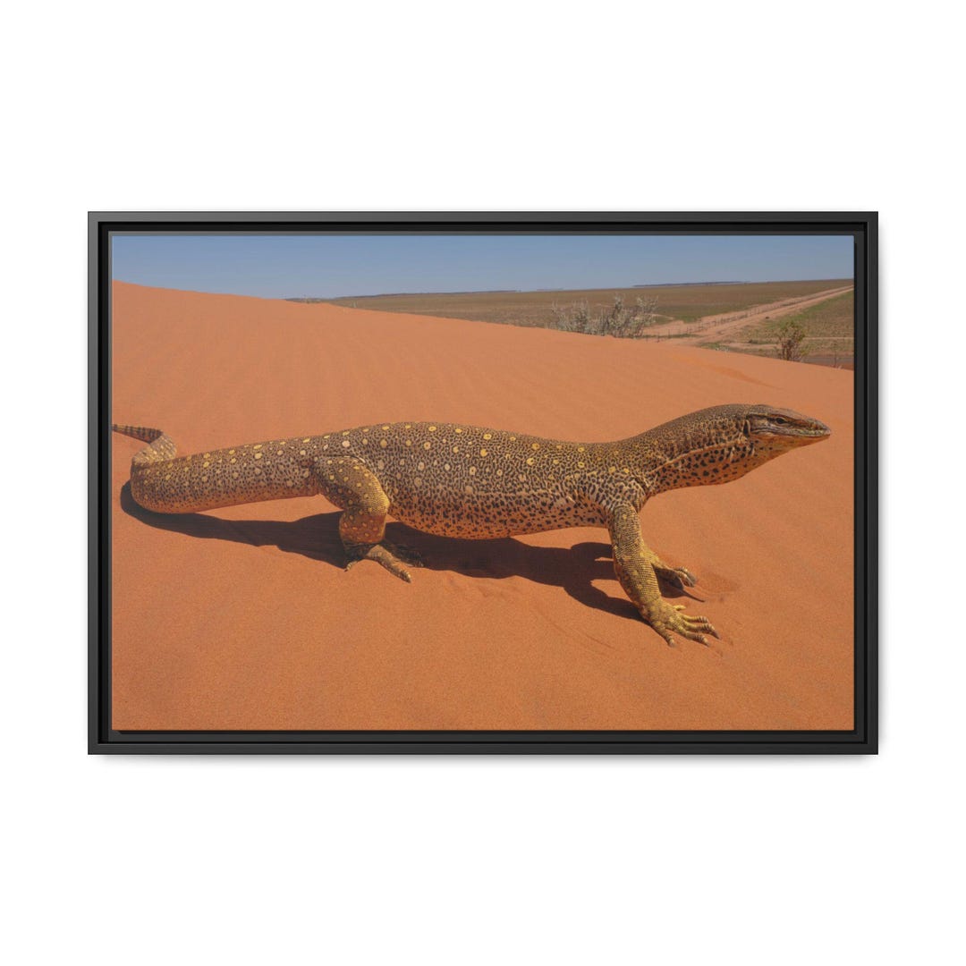 Giant Yellow Spotted Monitor Goanna Lizard Wall Art, Matte Canvas ...