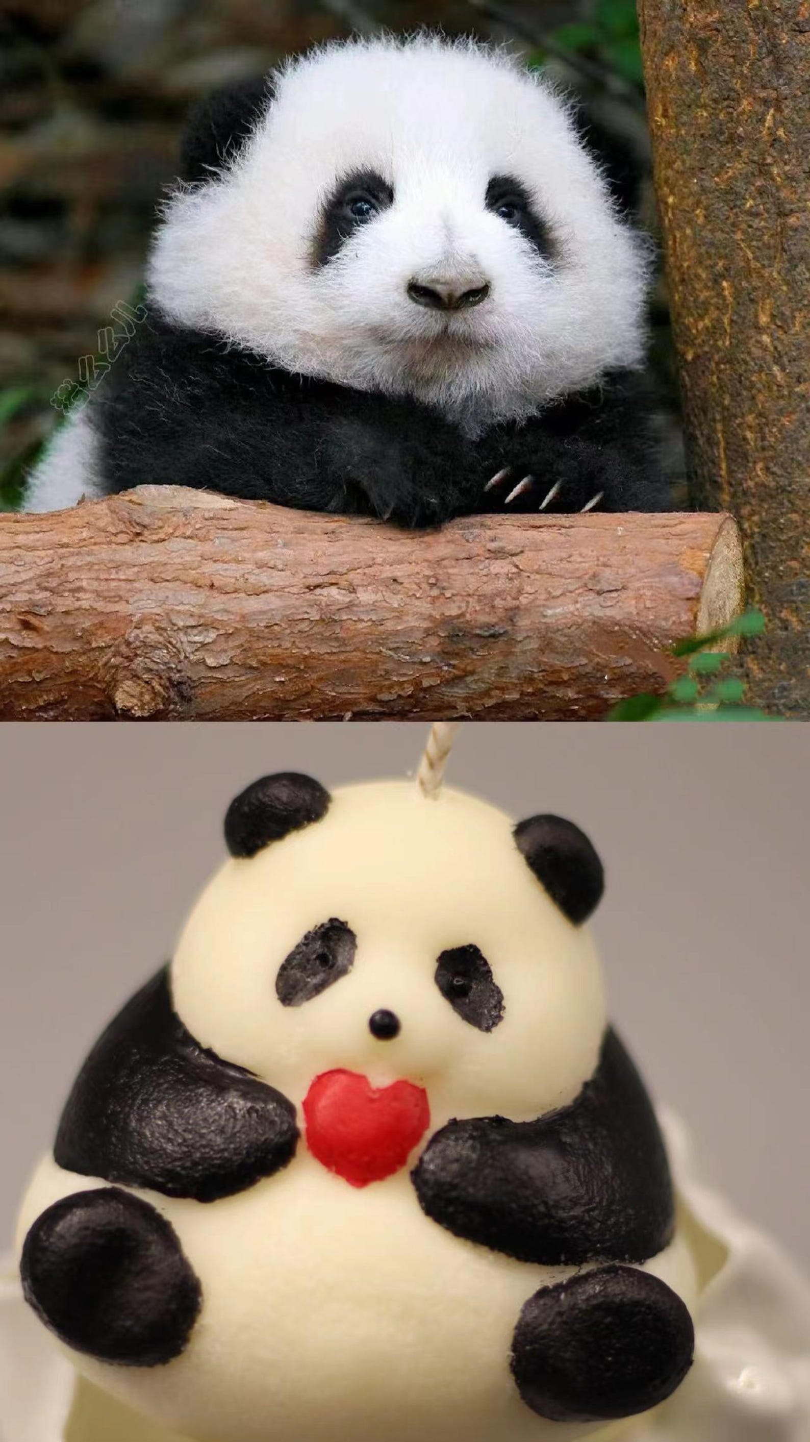 Hua Hua Panda Candle, Handcrafted Soy Wax, Adorable Icon, Perfect Gift ...