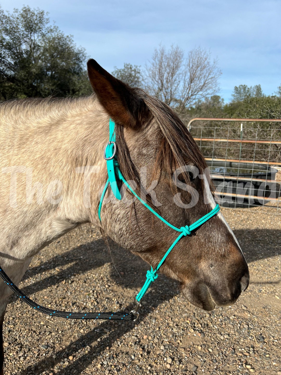 FIRM Made No Tie Buckle Biothane Crown Halter in 1/4" Rope With 12 Set ...